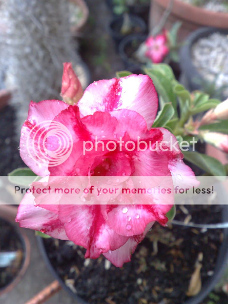 Kebon Kuring: ADENIUM TUMPUK