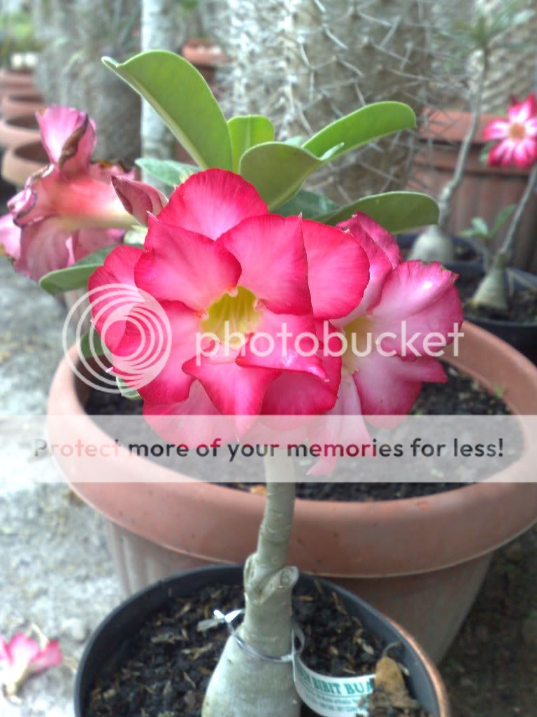 Kebon Kuring: ADENIUM TUMPUK