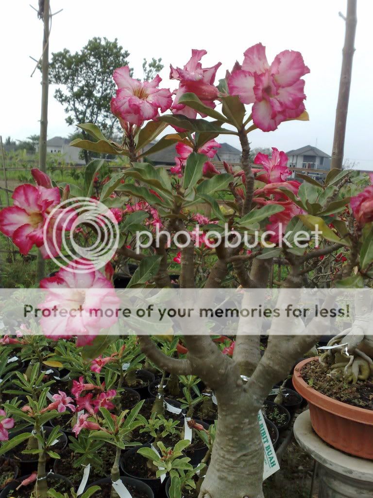 Kebon Kuring: ADENIUM TUMPUK